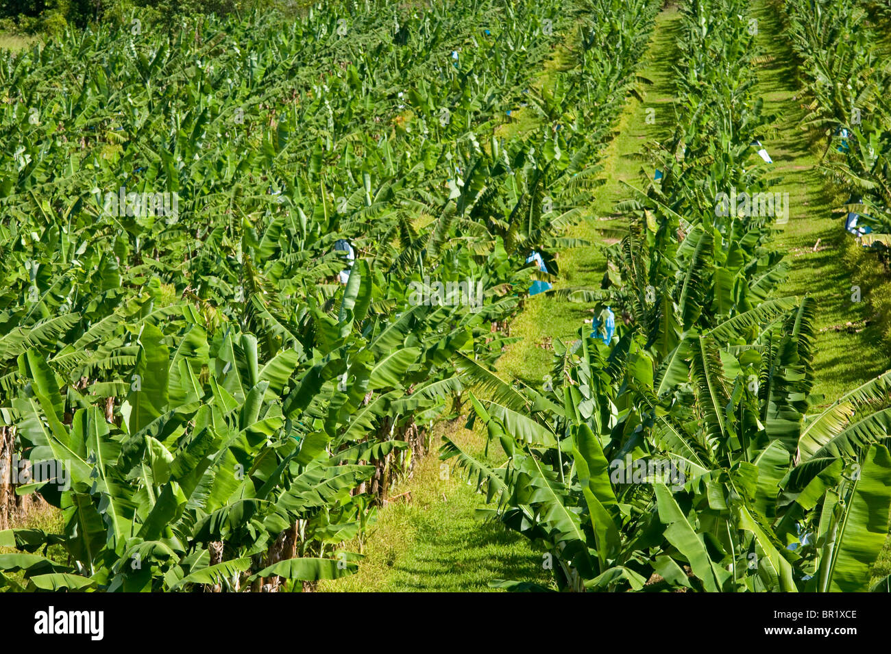 Australia, Queensland, North Coast, Cowley Beach. Banana Plantation ...