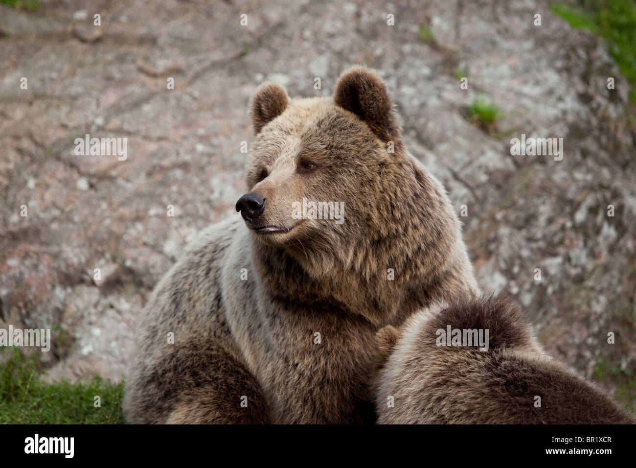Bear at zoo Stock Photo - Alamy