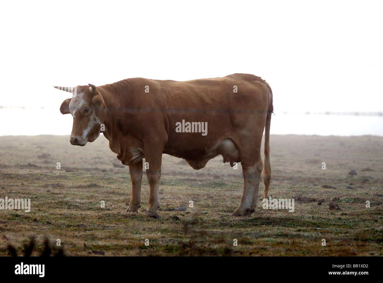 A cow in morning mist Stock Photo - Alamy