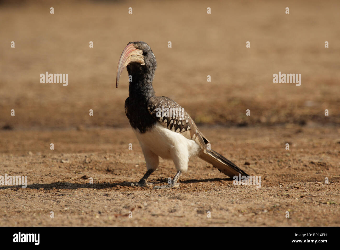 Tockus monteiri hi-res stock photography and images - Alamy