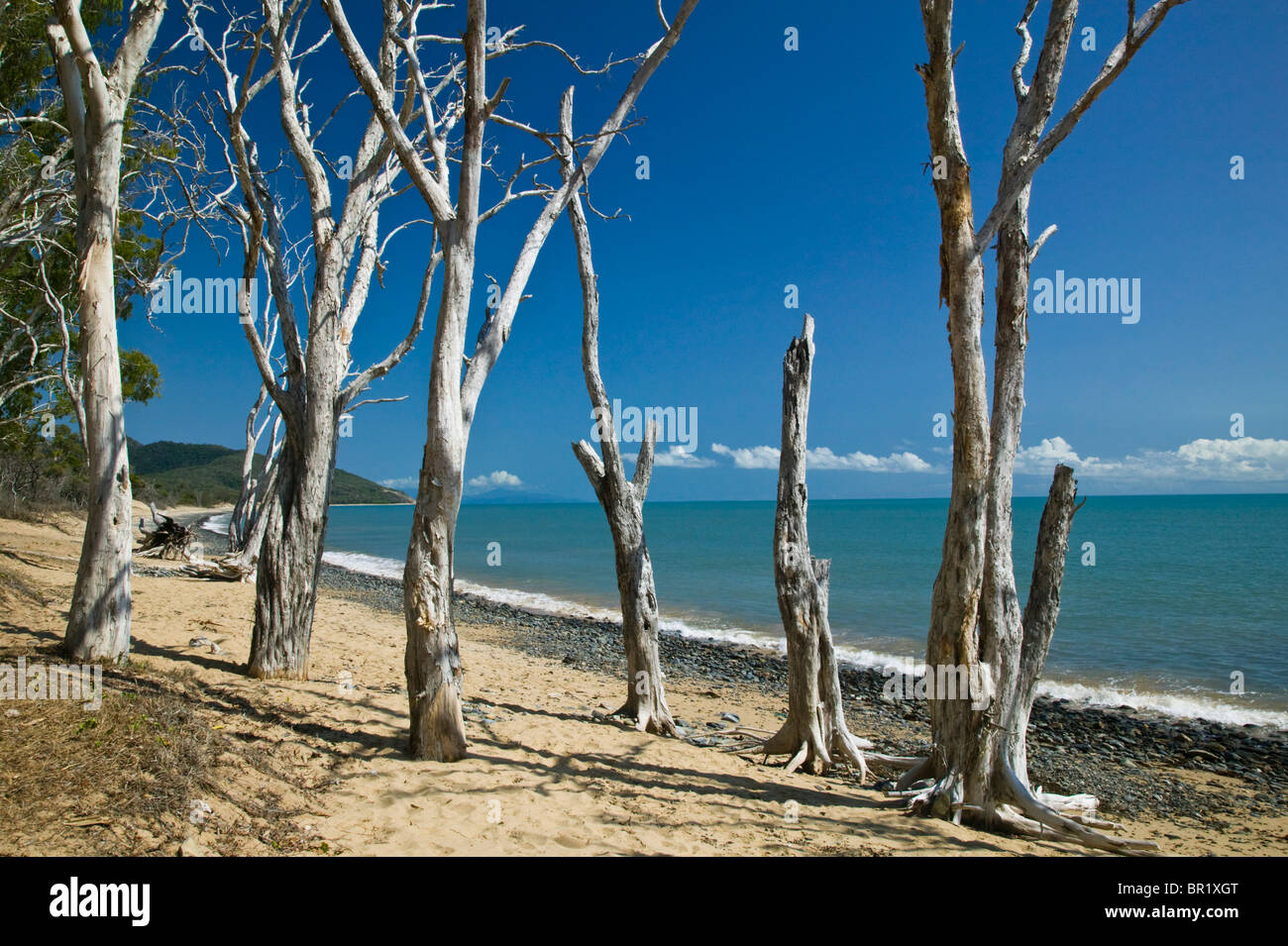 Australia, Queensland, North Coast, Red Cliff Point. Beach Forest on ...