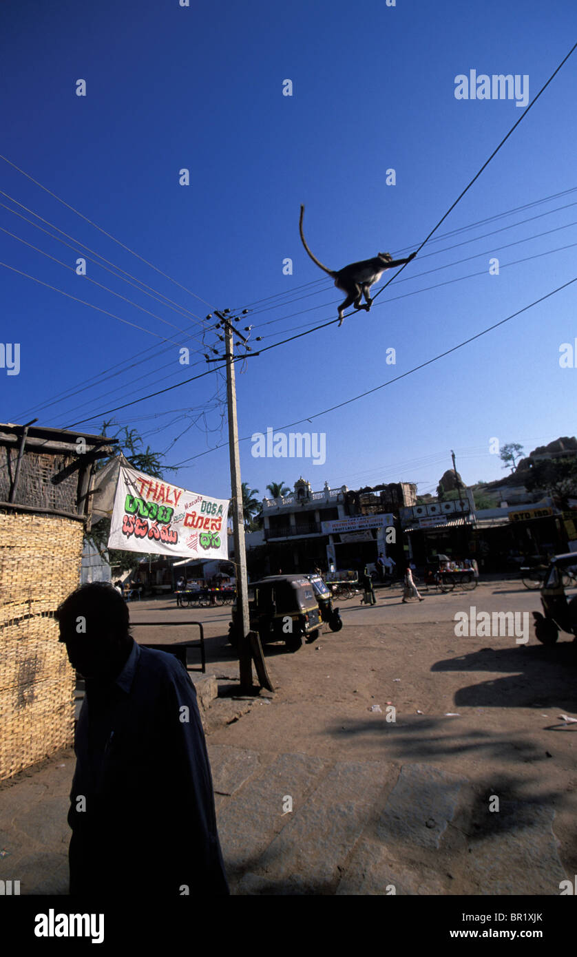 Monkey running along electrical wire above the street in Hampi, India ...