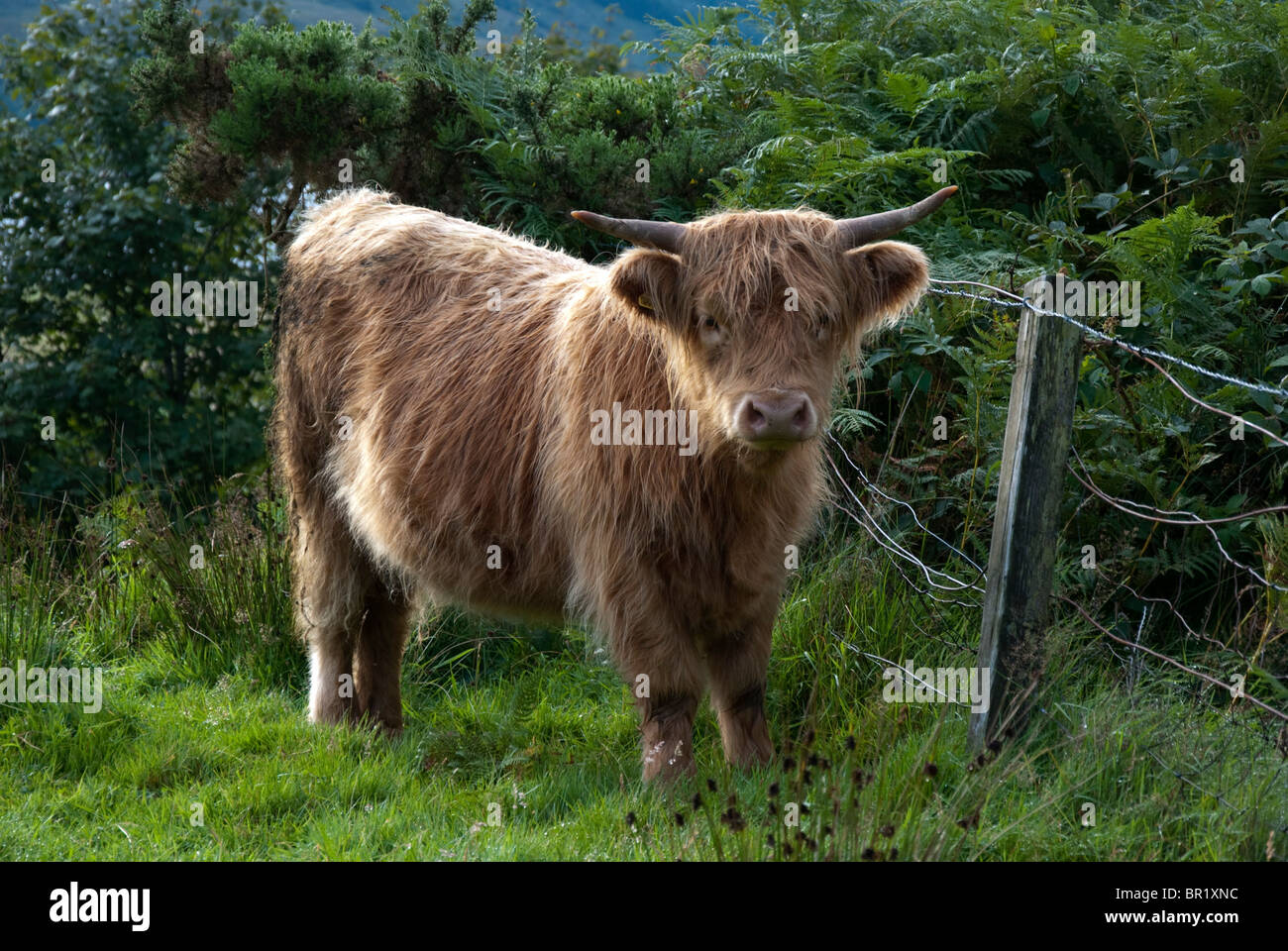 Young Highland Cow in Pasture Stock Photo - Alamy