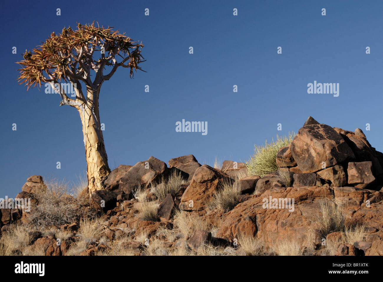 Quiver Tree in the desert Namibia Stock Photo - Alamy