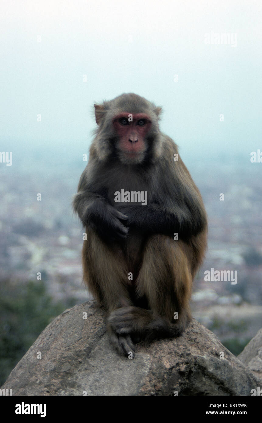 Monkey in Kathmandu, Nepal Stock Photo - Alamy
