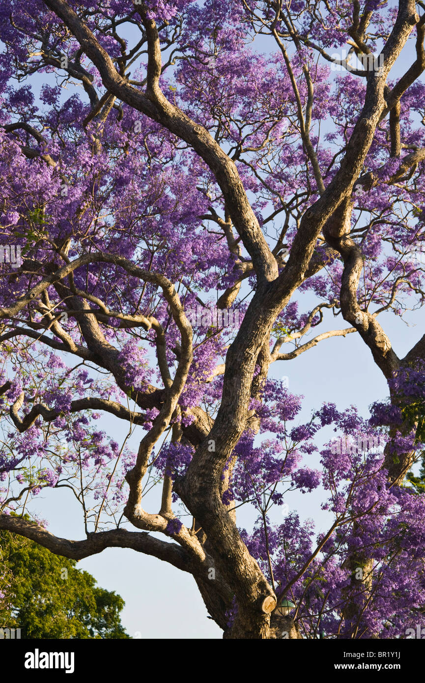 Australia, State of Queensland, Brisbane. Blooming Jacaranda Trees in ...