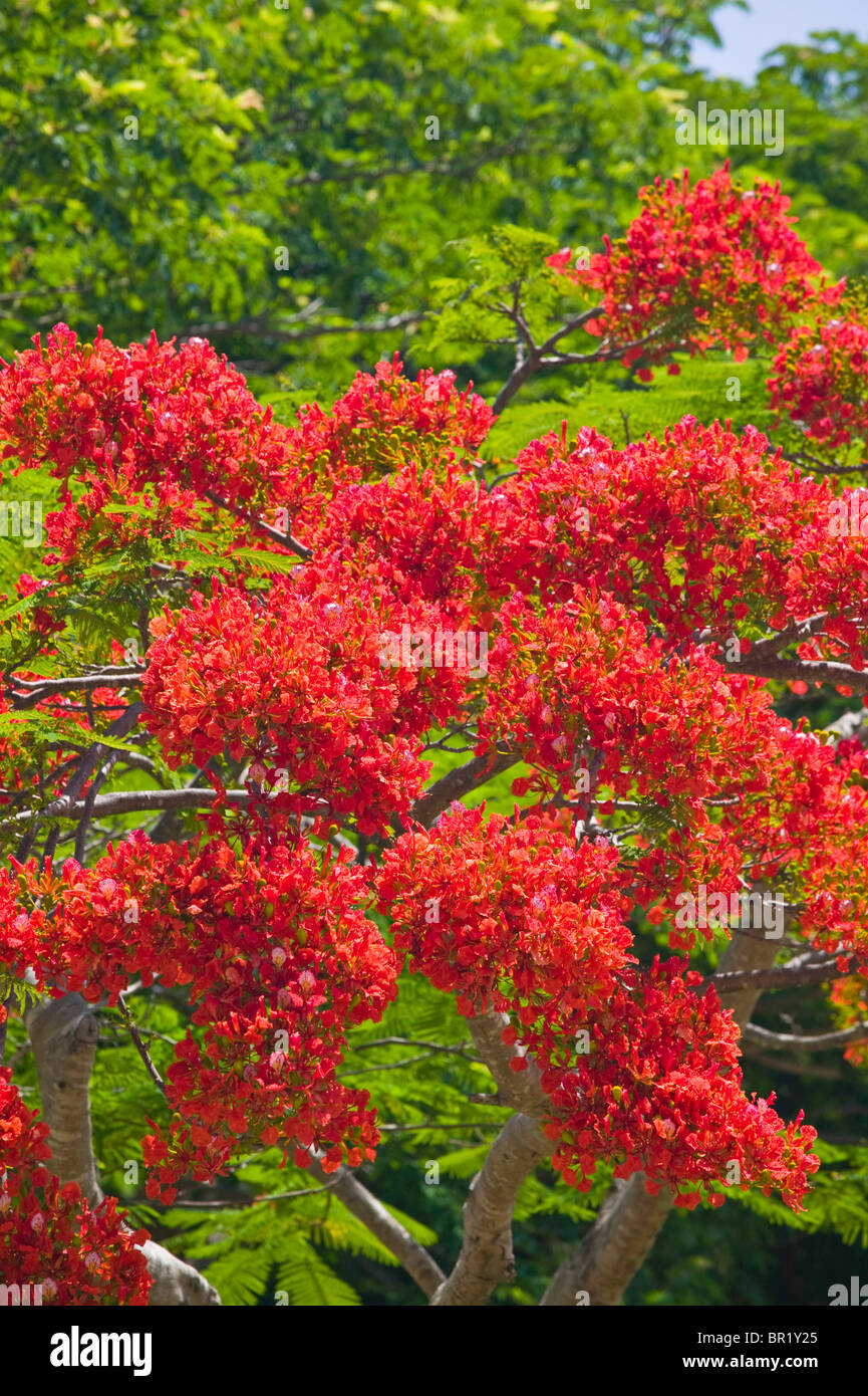 Australia, Queensland, North Coast, Port Douglas. Flamboyant Trees ...