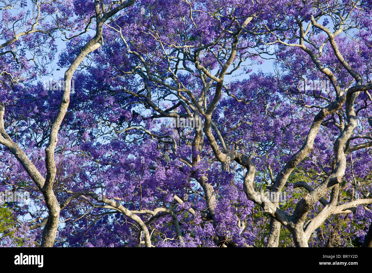 Australia, State of Queensland, Brisbane. Blooming Jacaranda Trees in ...