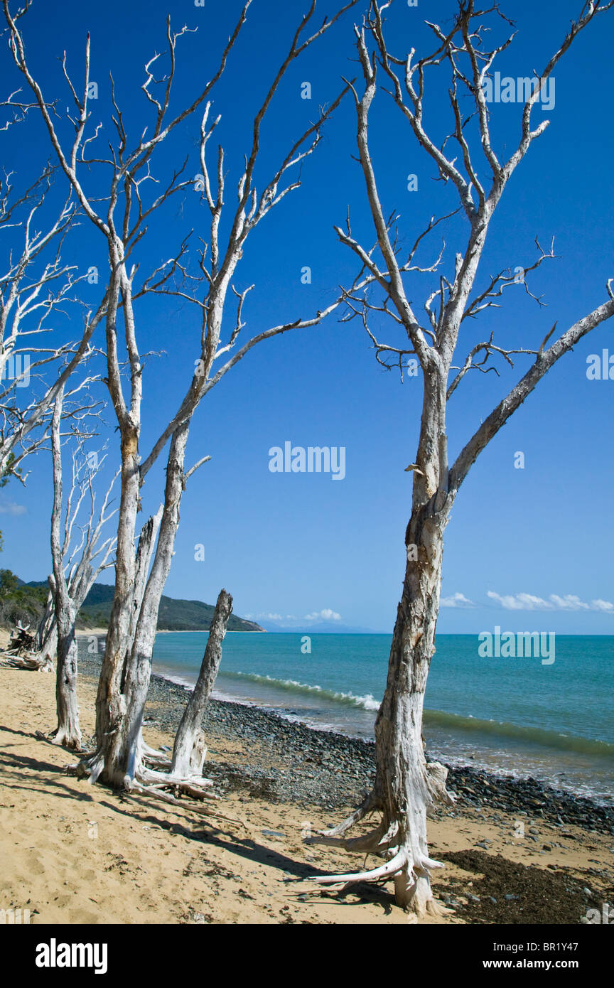 Australia, Queensland, North Coast, Red Cliff Point. Beach Forest on ...
