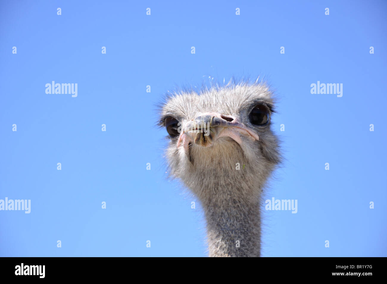 Ostrich head (Struthio camelus Stock Photo - Alamy