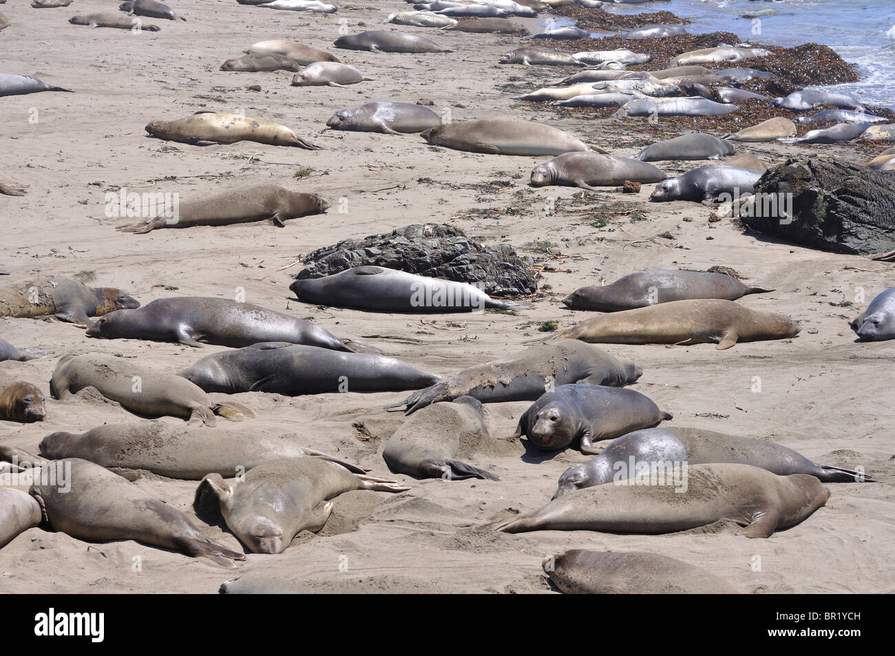 Elephant seals colony during molting period, Piedras Blancas beach ...