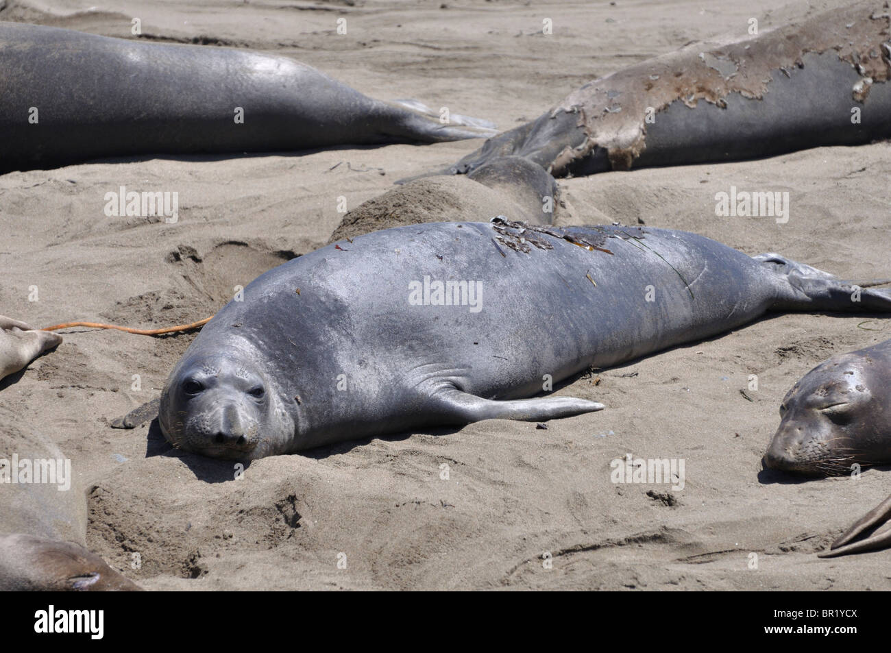 Elephant seals colony during molting period, Piedras Blancas beach ...