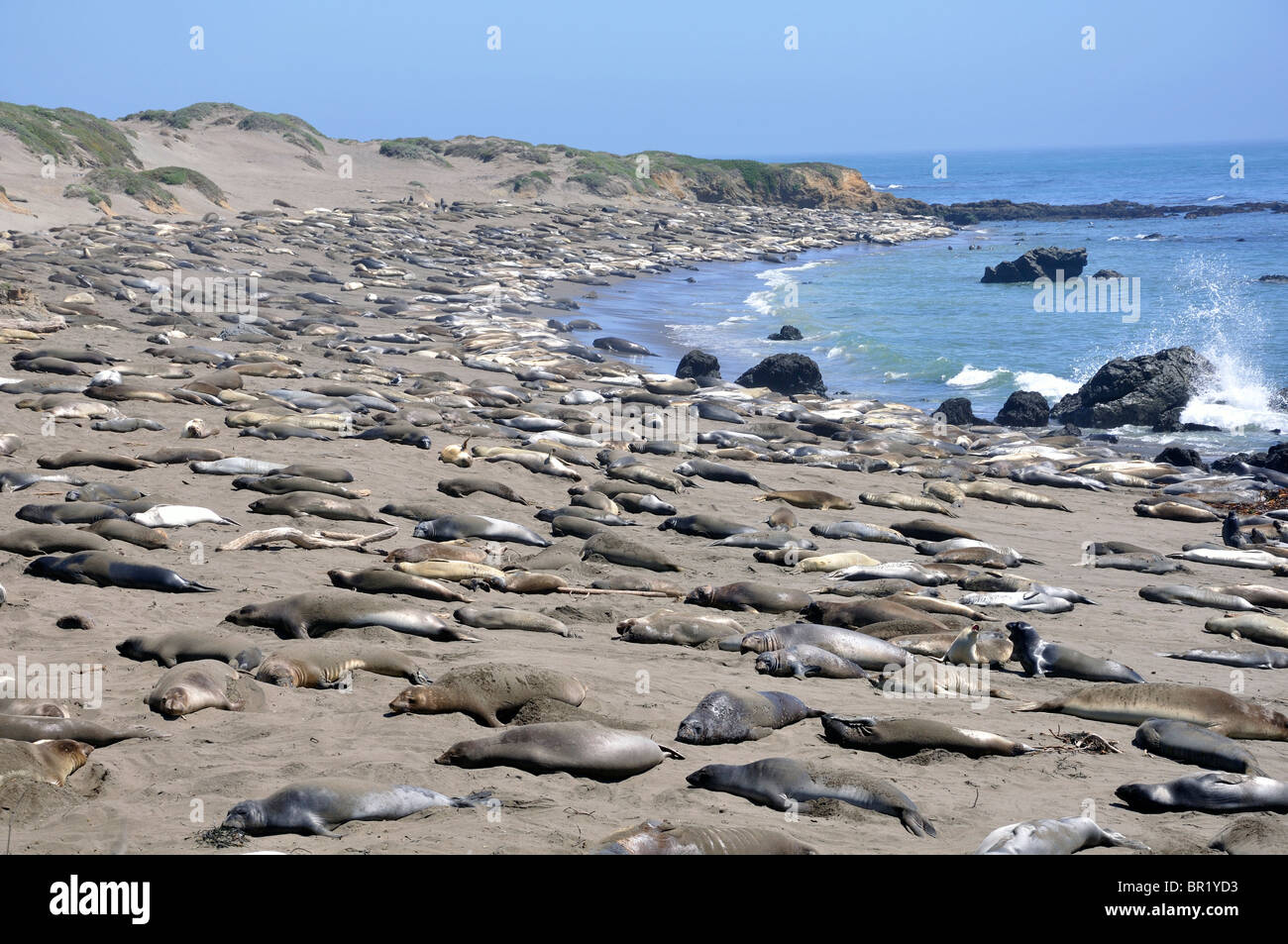 Elephant seals colony during molting period, Piedras Blancas beach ...