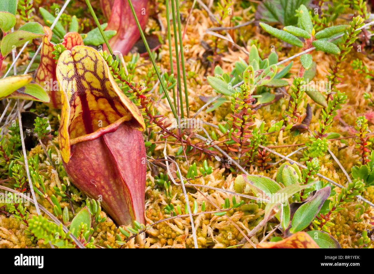 Purple Pitcher Plant Newfoundland High Resolution Stock Photography and ...