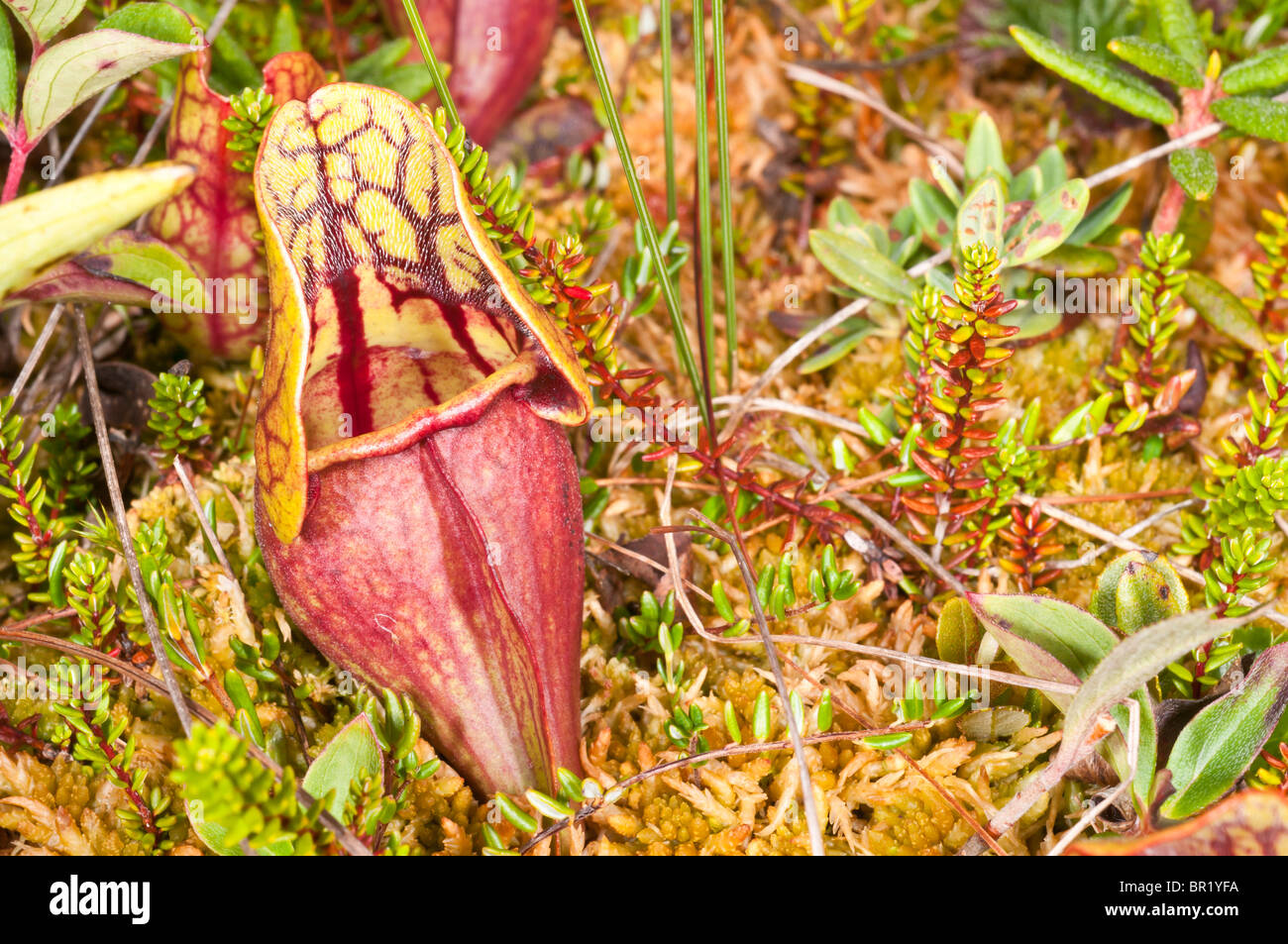 Purple pitcher plant, Sarracenia purpurea purpurea, Avalon Peninsula ...
