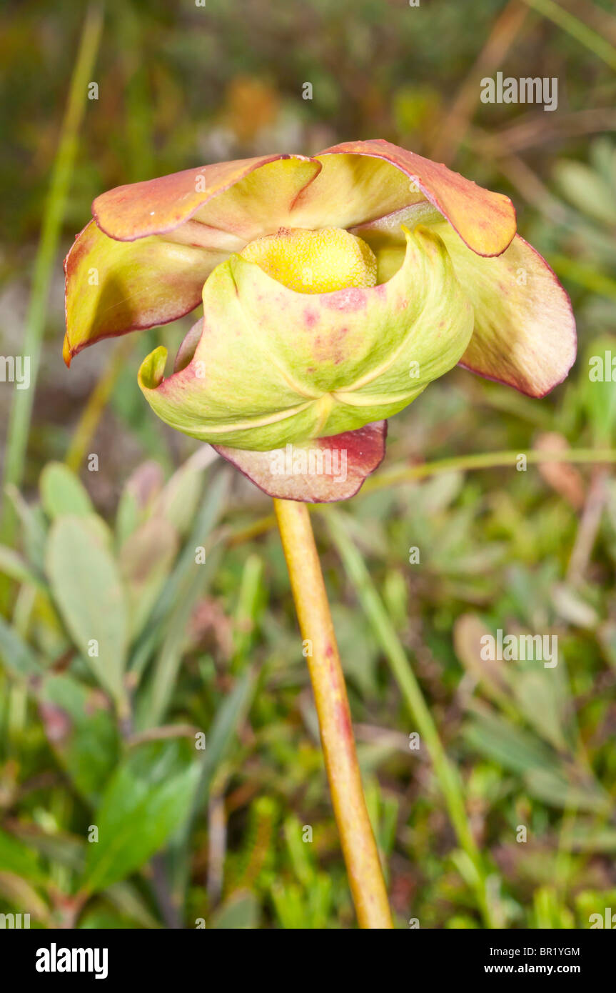 Pitcher plant sarracenia purpurea hi-res stock photography and images ...