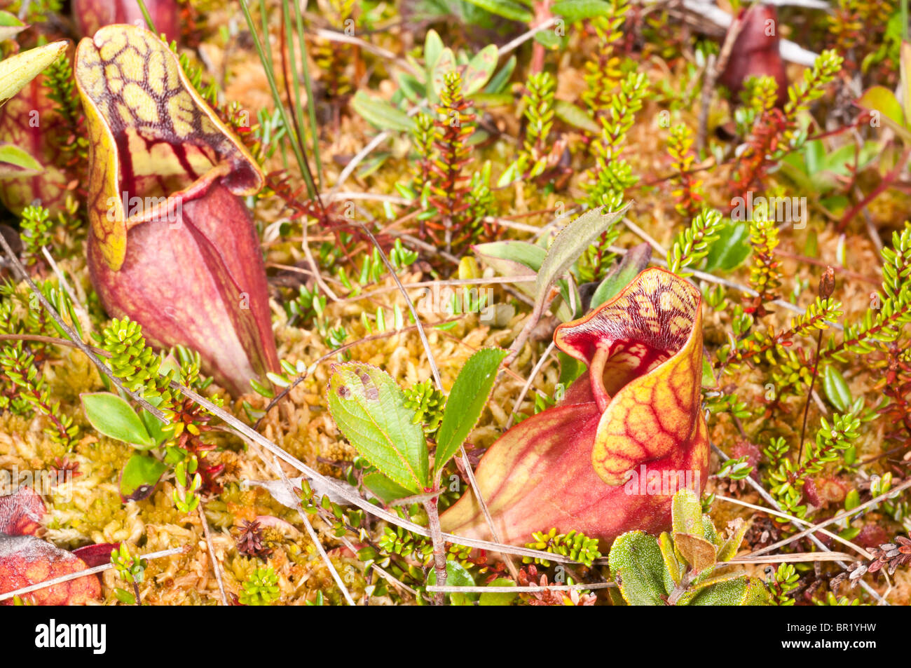 Purple Pitcher Plant Newfoundland High Resolution Stock Photography and ...