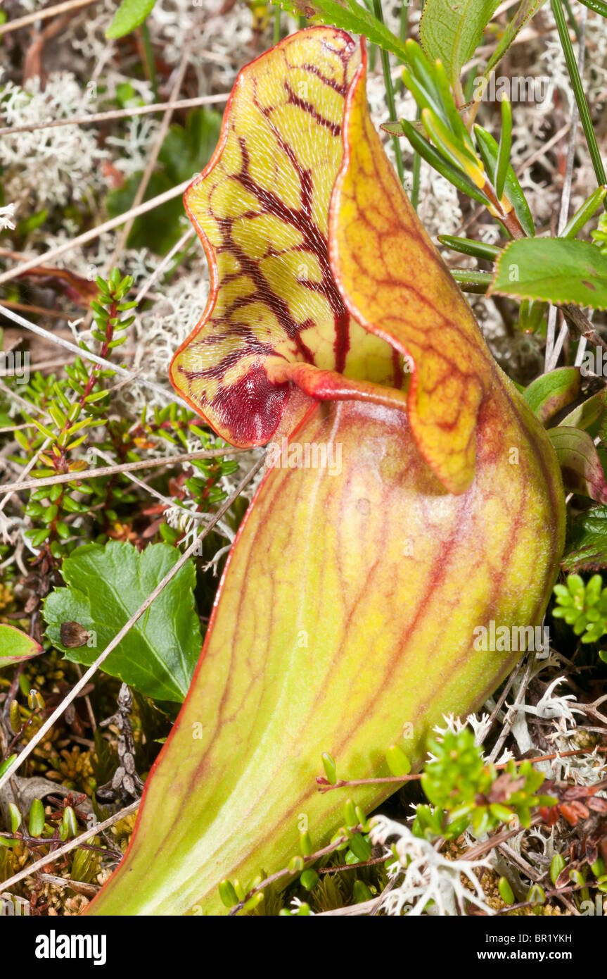 Purple pitcher plant newfoundland hi-res stock photography and images ...