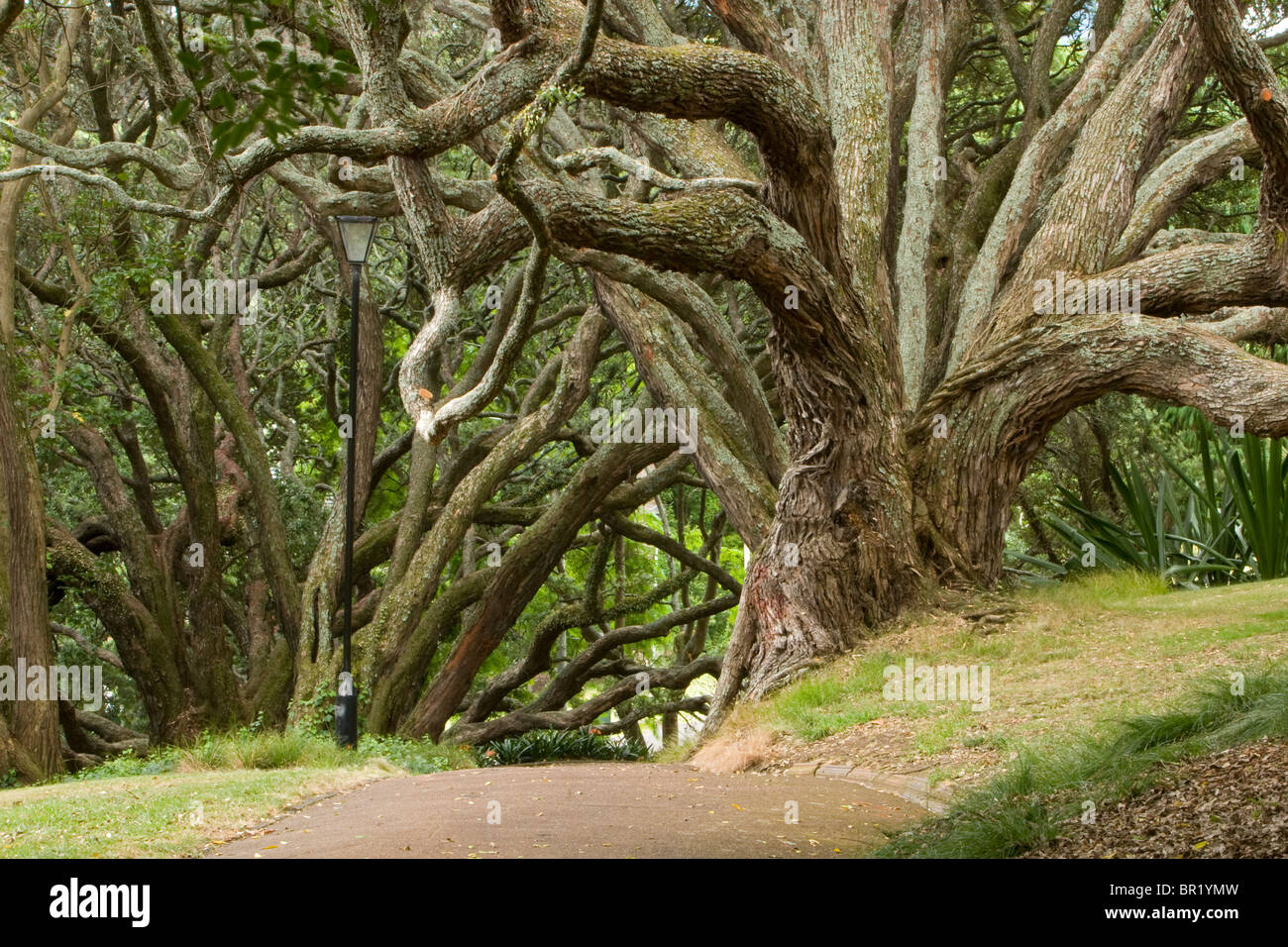 Trees in the Central Park of Auckland Stock Photo - Alamy