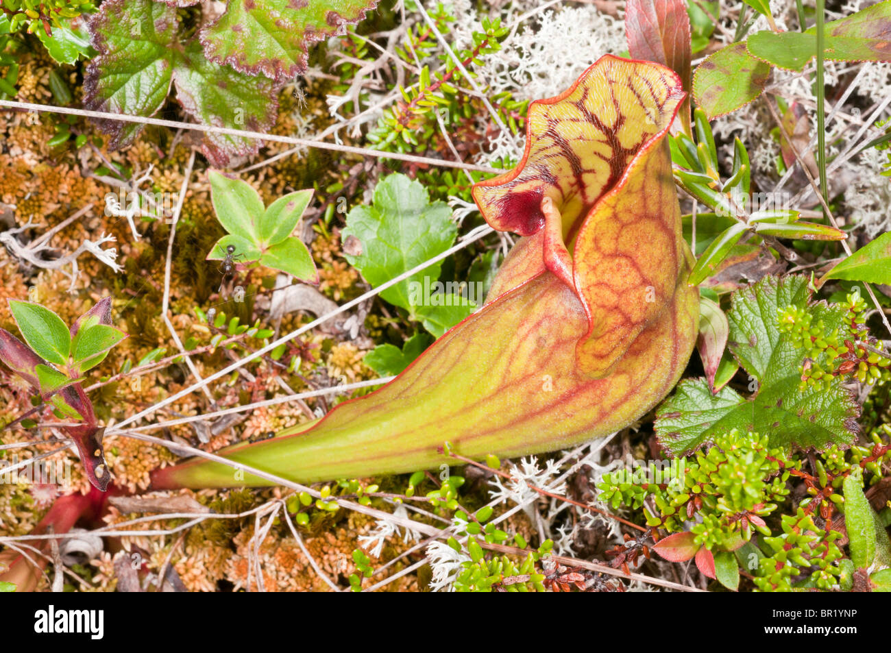 Purple pitcher plant, Sarracenia purpurea purpurea, Avalon Peninsula ...