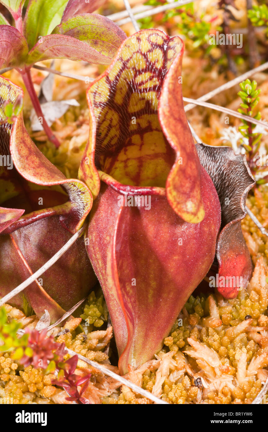 Purple pitcher plant, Sarracenia purpurea purpurea, Avalon Peninsula ...