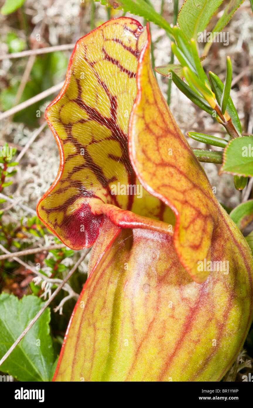 Purple pitcher plant newfoundland hi-res stock photography and images ...