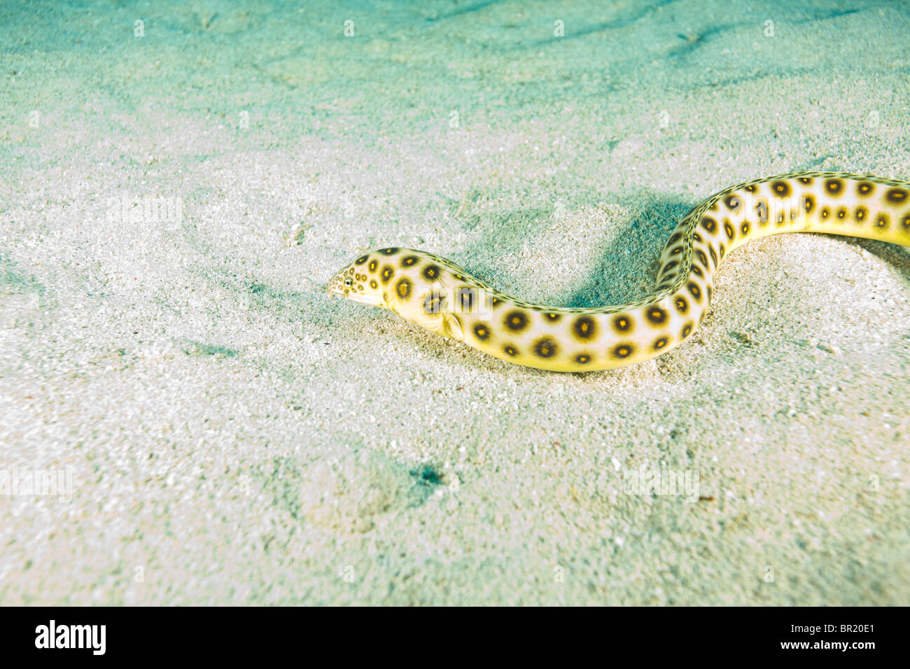 Caribbean Sea Snakes