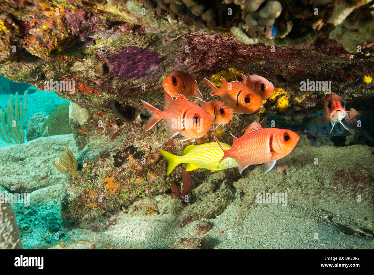Virgin islands reef fish hi-res stock photography and images - Alamy