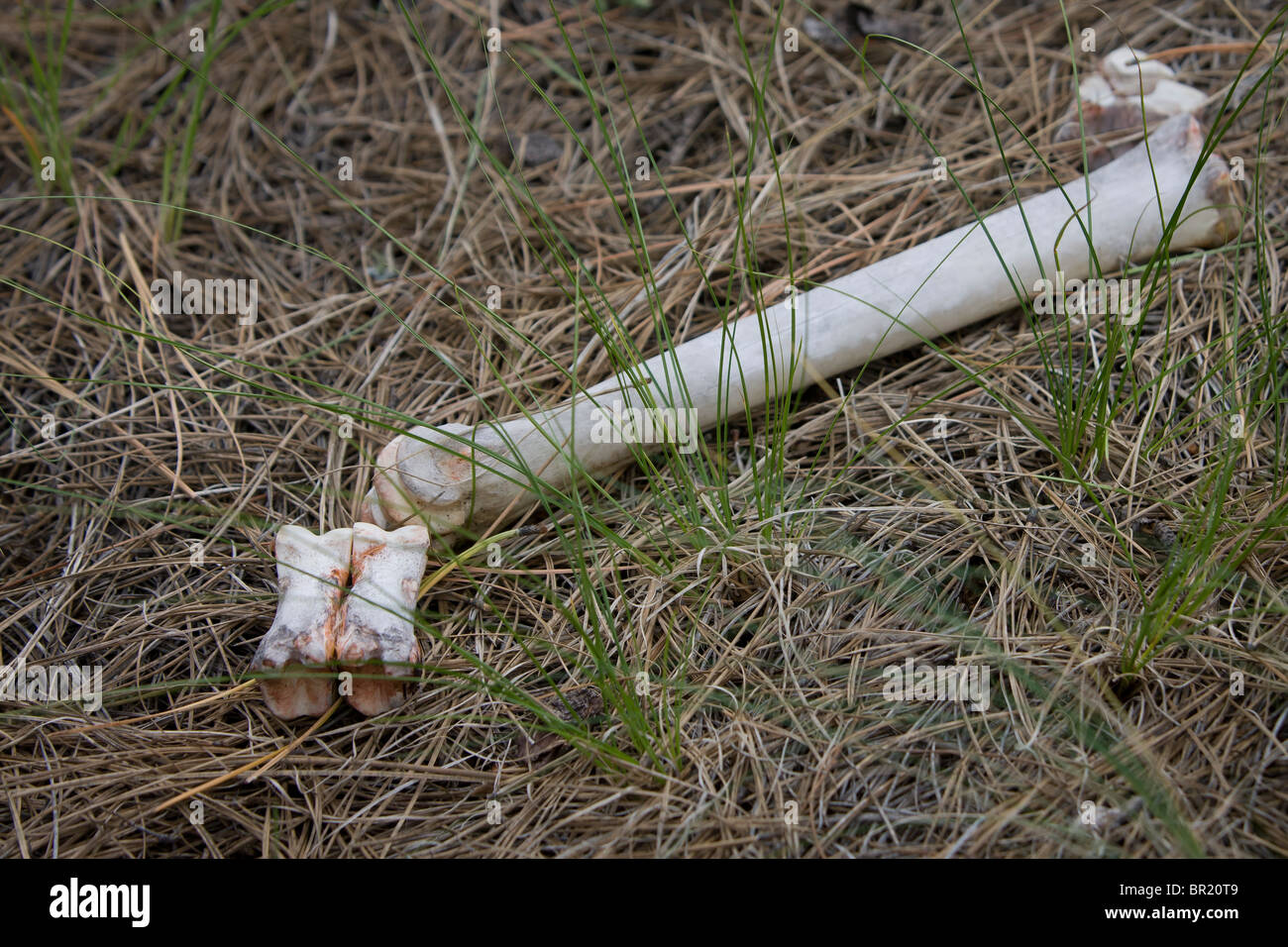 Bone needles hi-res stock photography and images - Alamy
