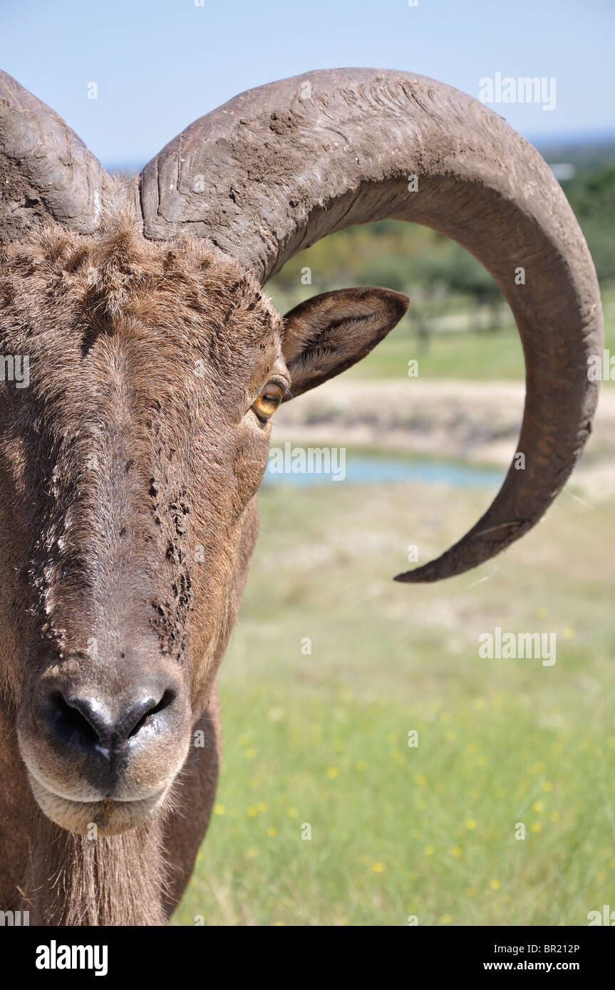 Berberschaf or aoudad hi-res stock photography and images - Alamy