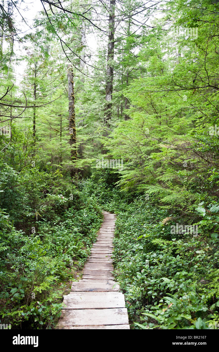boardwalk hiking trail through forest to Cape Alava on Pacific coast ...