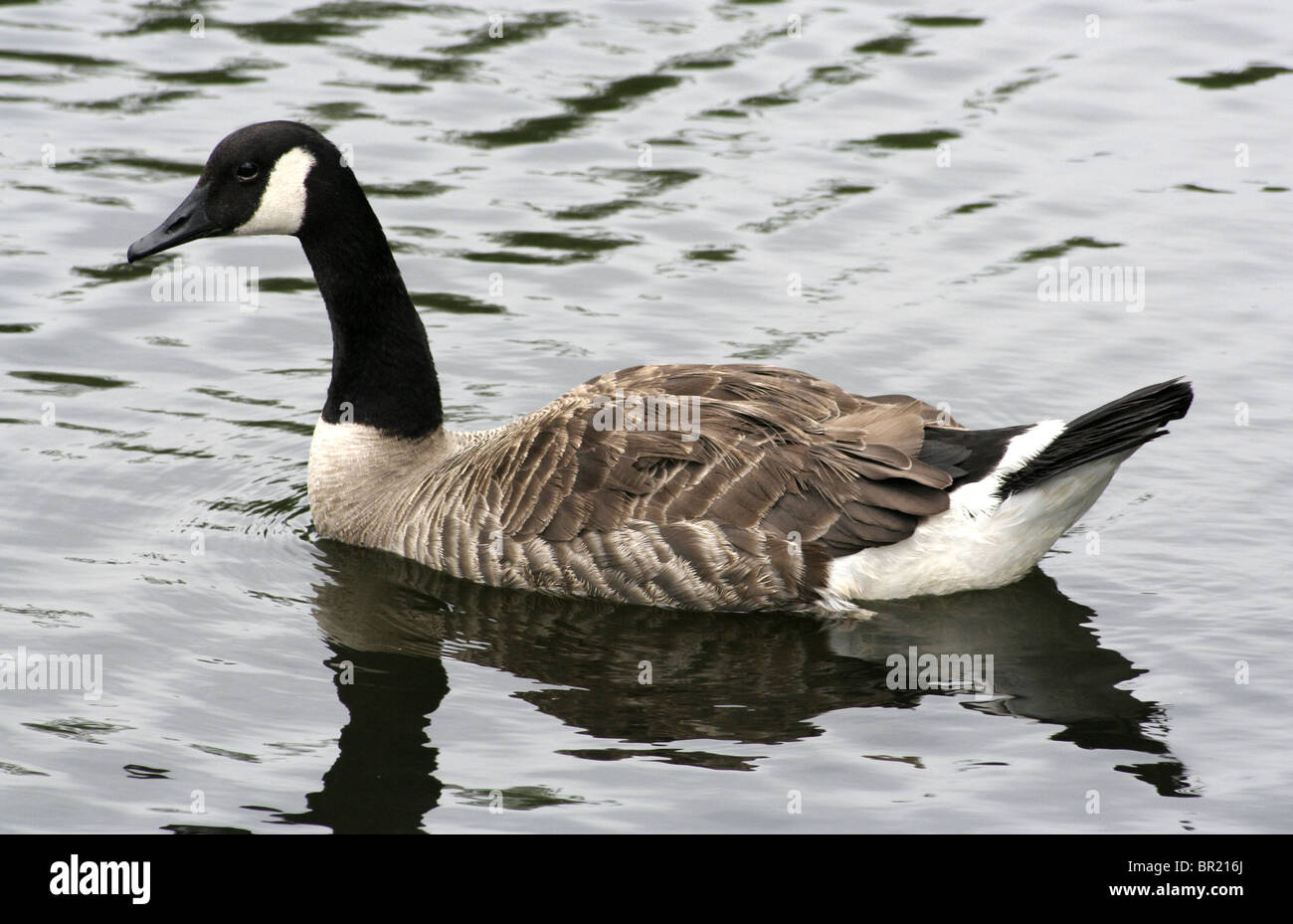Floating canada goose hi-res stock photography and images - Alamy