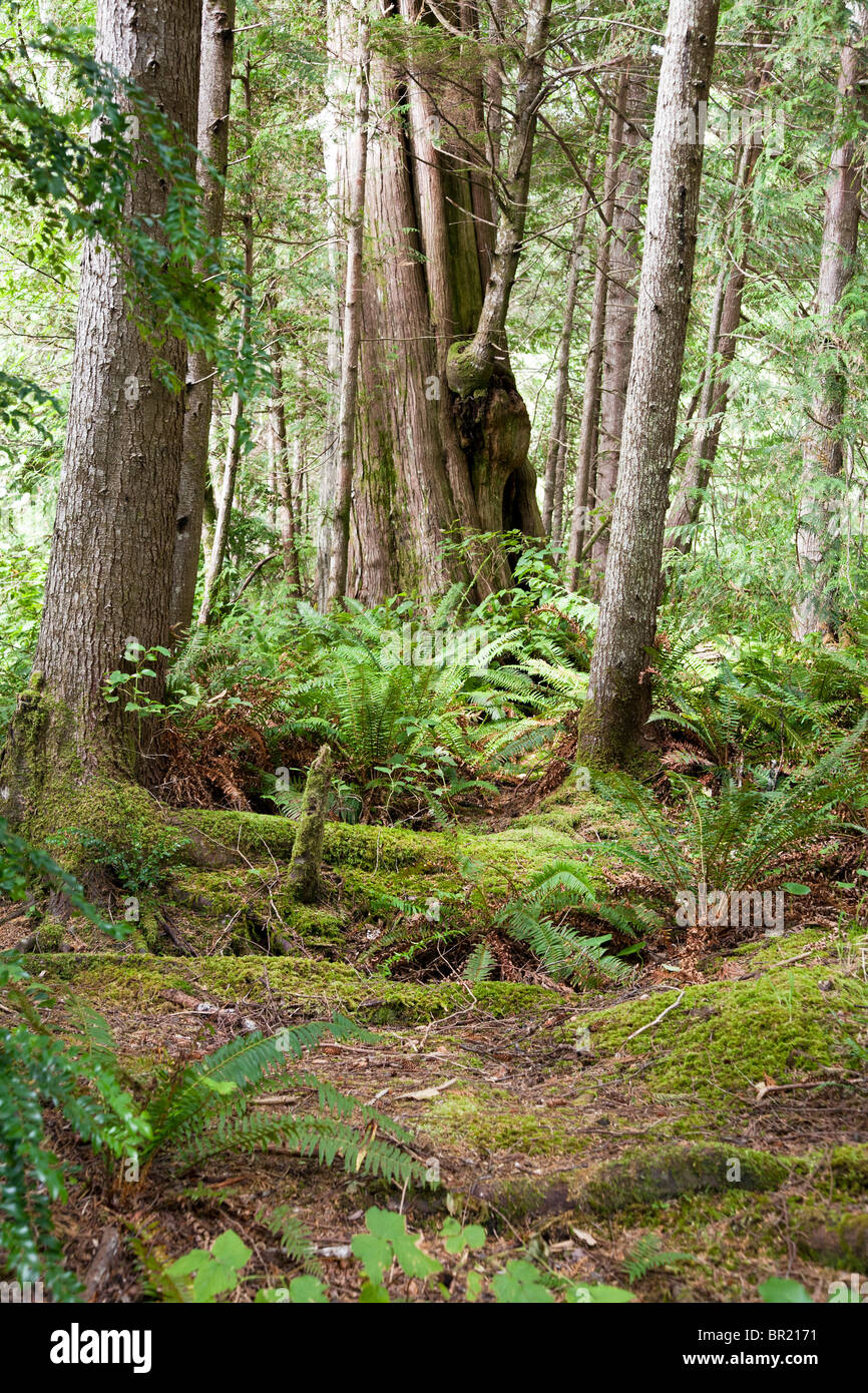 rain forest with new & old growth timber growing from a floor of moss ...