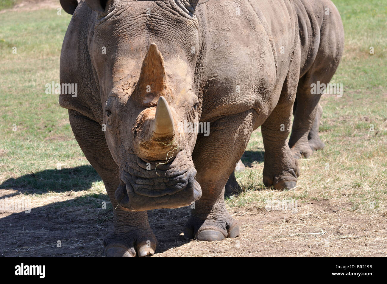 Megafaunal High Resolution Stock Photography and Images - Alamy