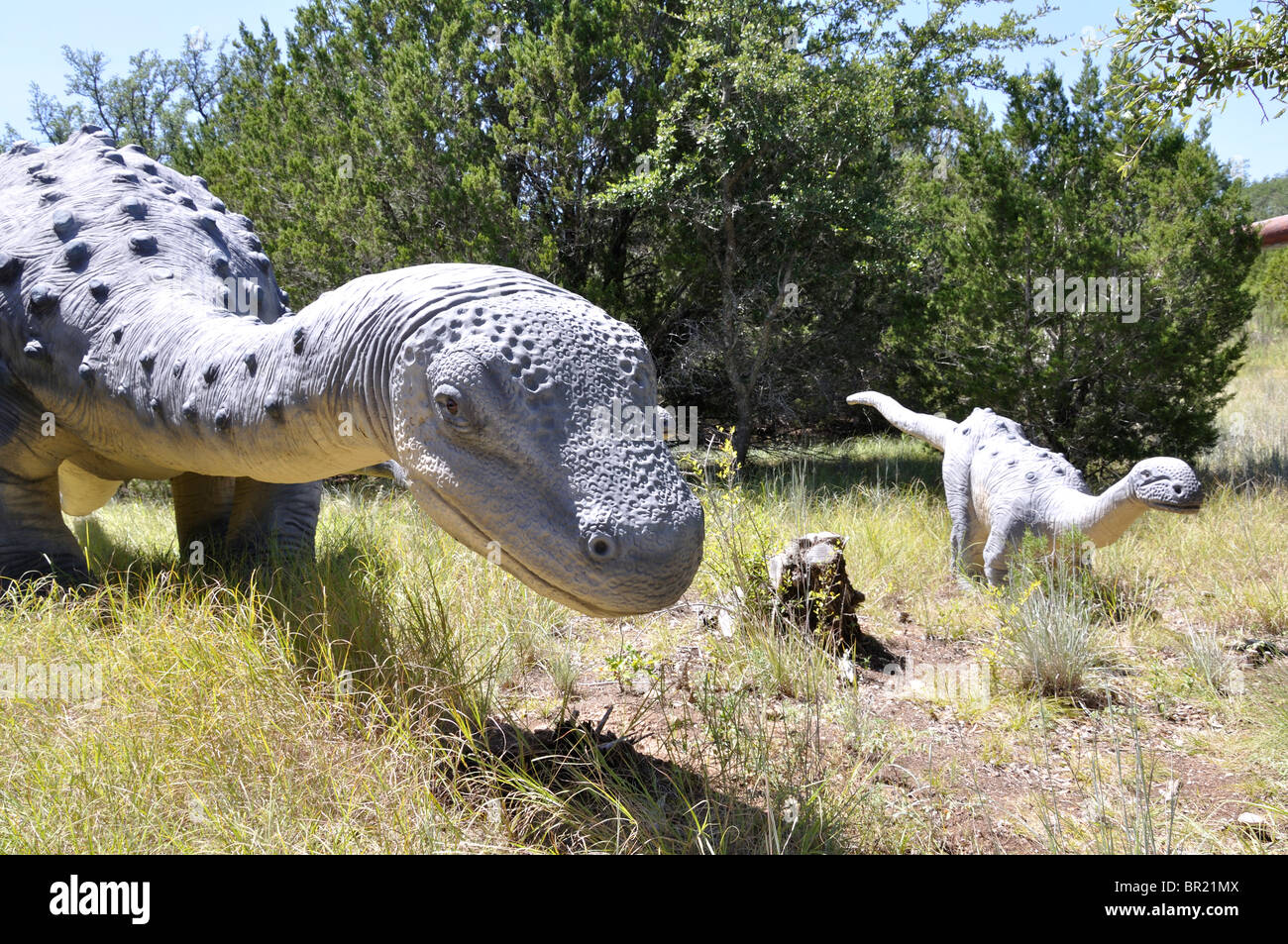 Saltasaurus, Dinosaur World, Glen Rose, Texas, USA Stock Photo - Alamy