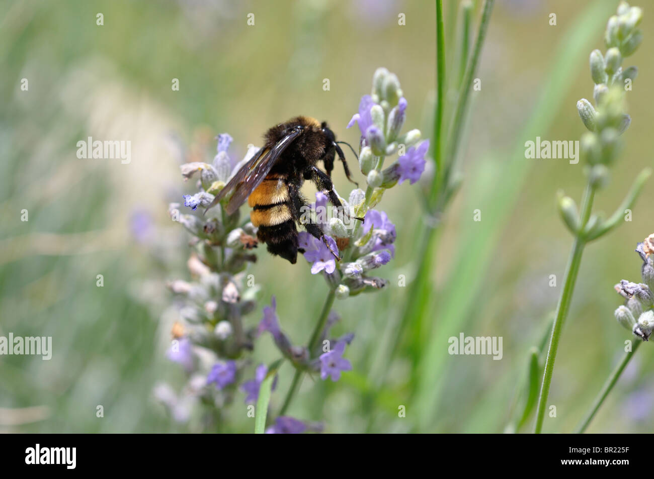 Bee collecting pollen from lavender flowers Stock Photo - Alamy