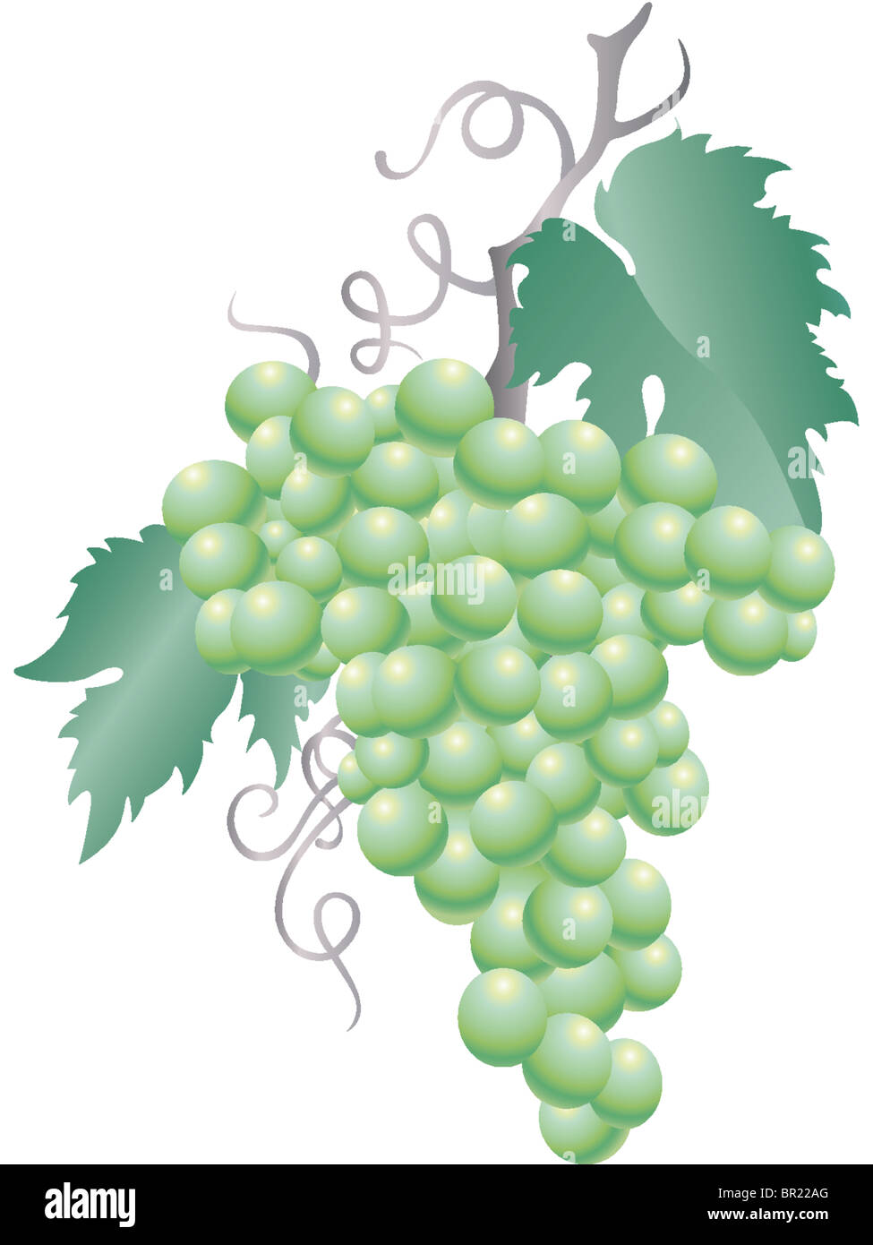 Bunch of grapes illustration High Resolution Stock Photography and ...