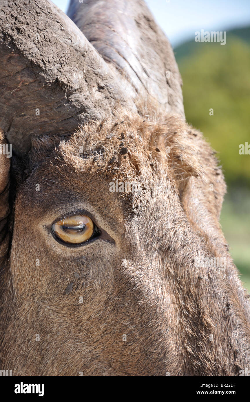 Aoudad eye hi-res stock photography and images - Alamy