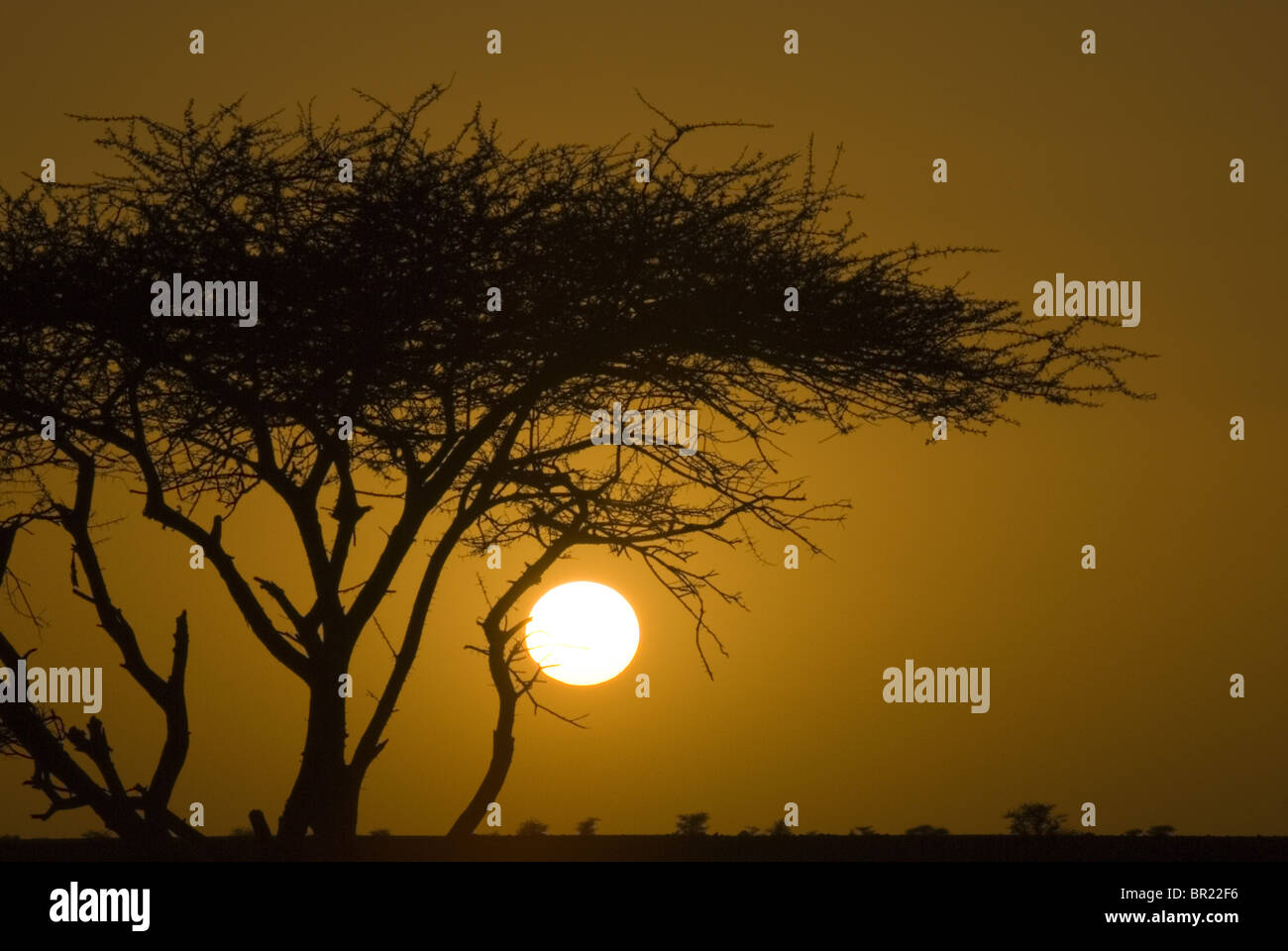 Acacia tree in desert at sunset Stock Photo - Alamy