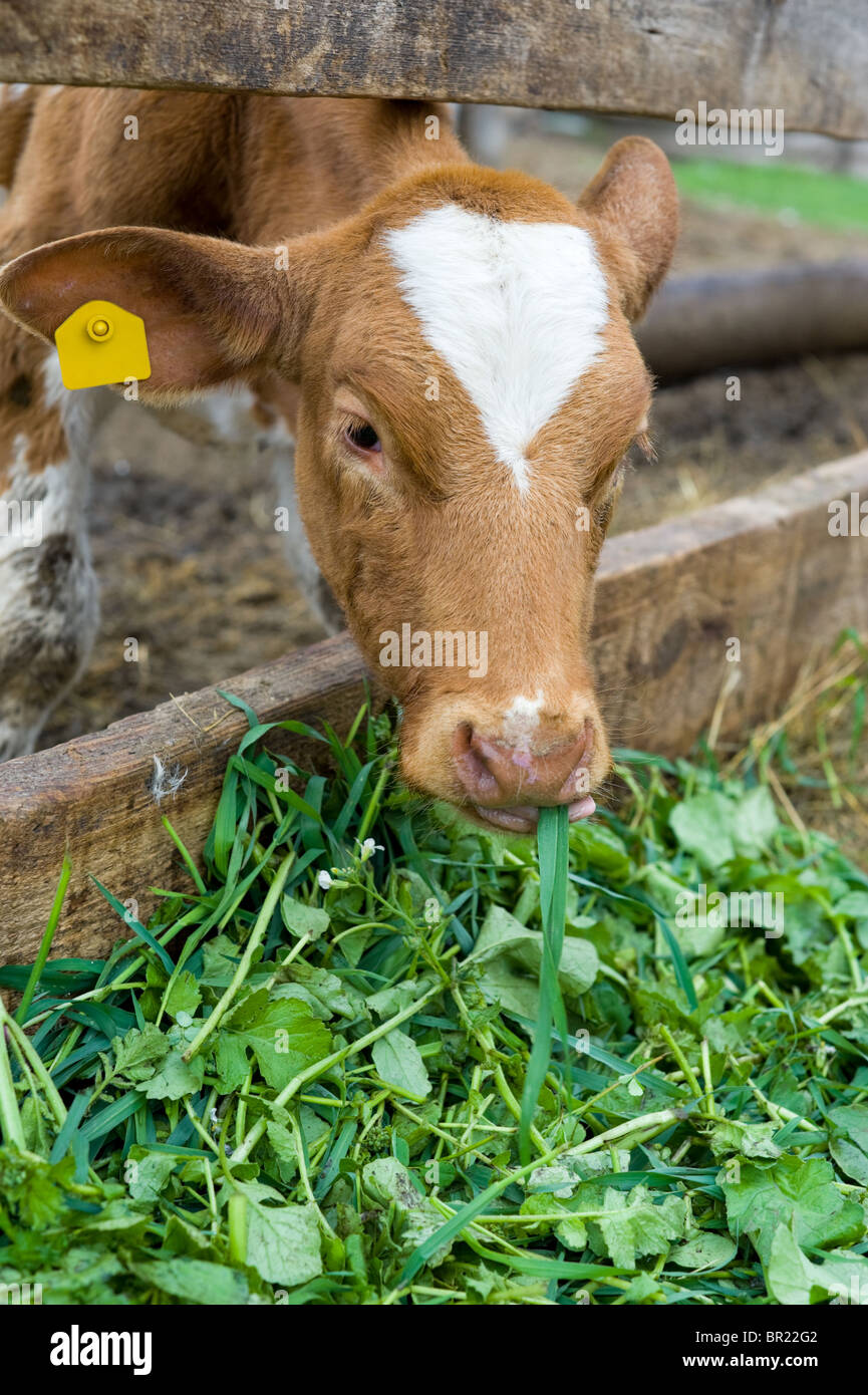 a farm calf eats fodder, a blade of grass in its mouth Stock Photo - Alamy