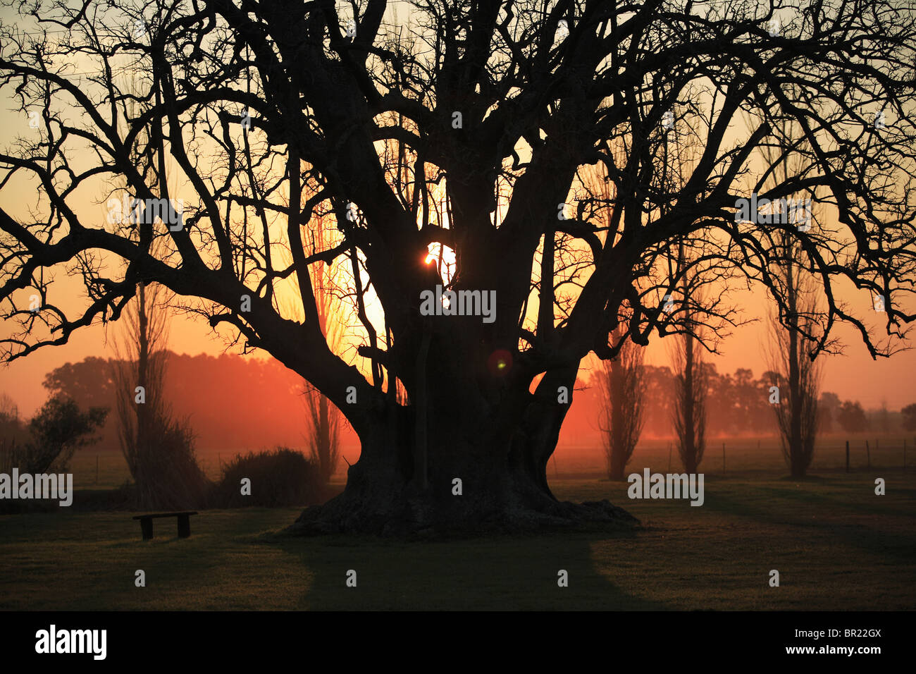 Ombu Tree Ombu Phytolacca Dioica, A Massive Deciduous Tree Native To