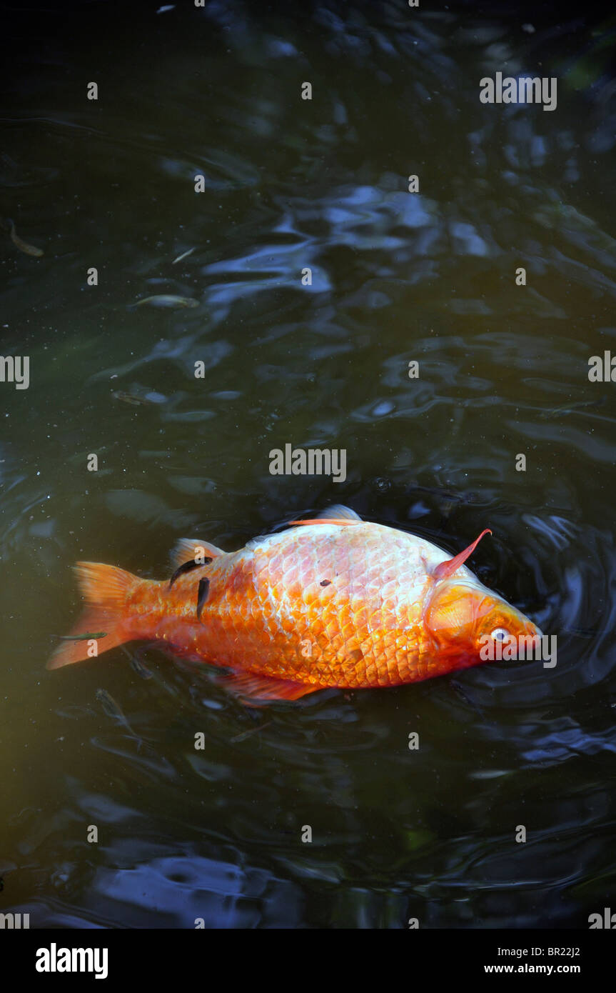 Dead fish in pond Stock Photo - Alamy