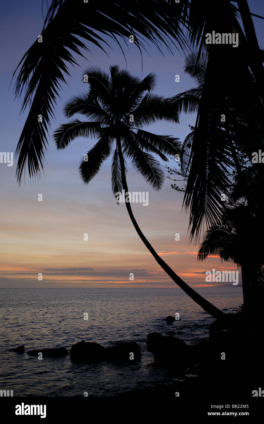 Sunset and a palm tree in Fiji Stock Photo - Alamy