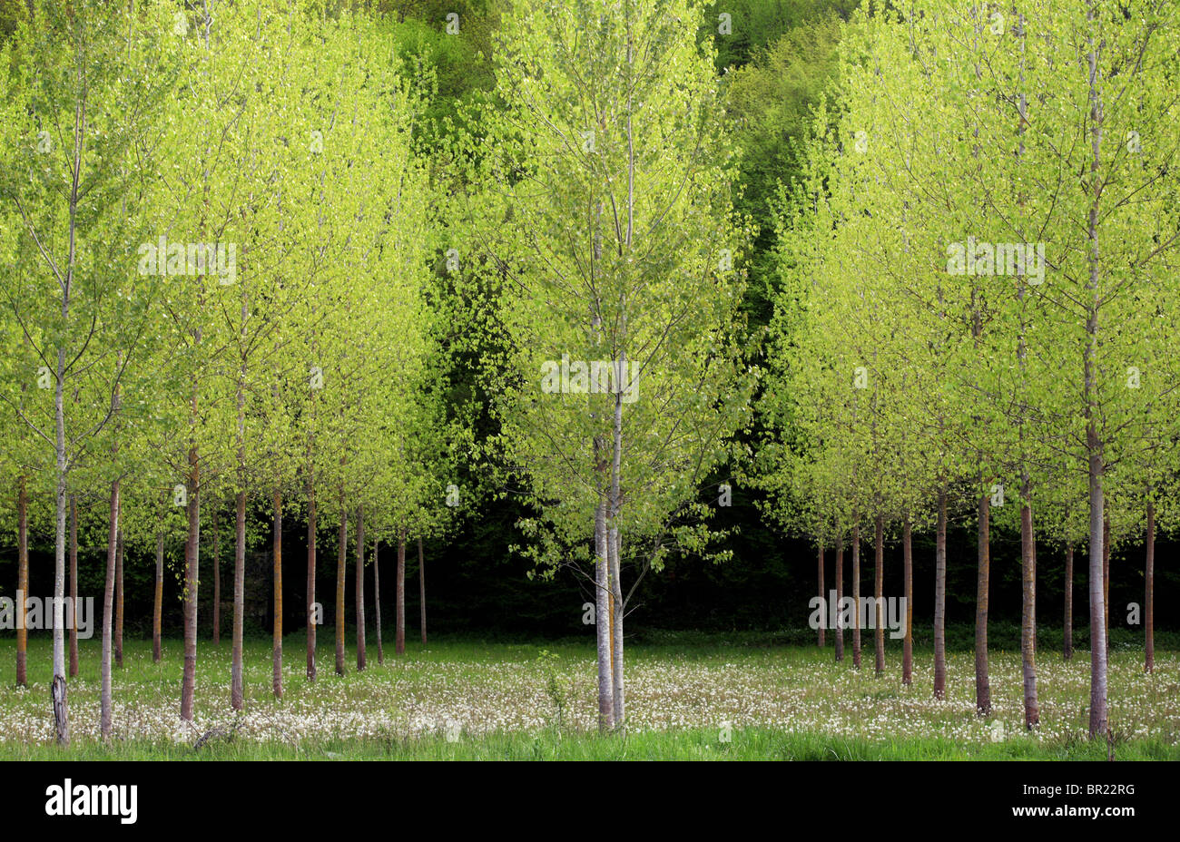 European White Birch trees (Betula pendula) in France Stock Photo ...
