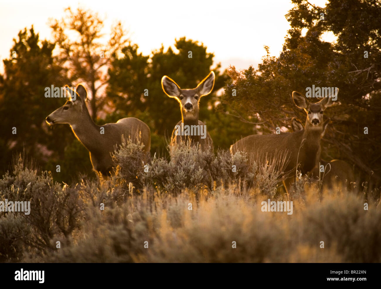 Three point deer hi-res stock photography and images - Alamy