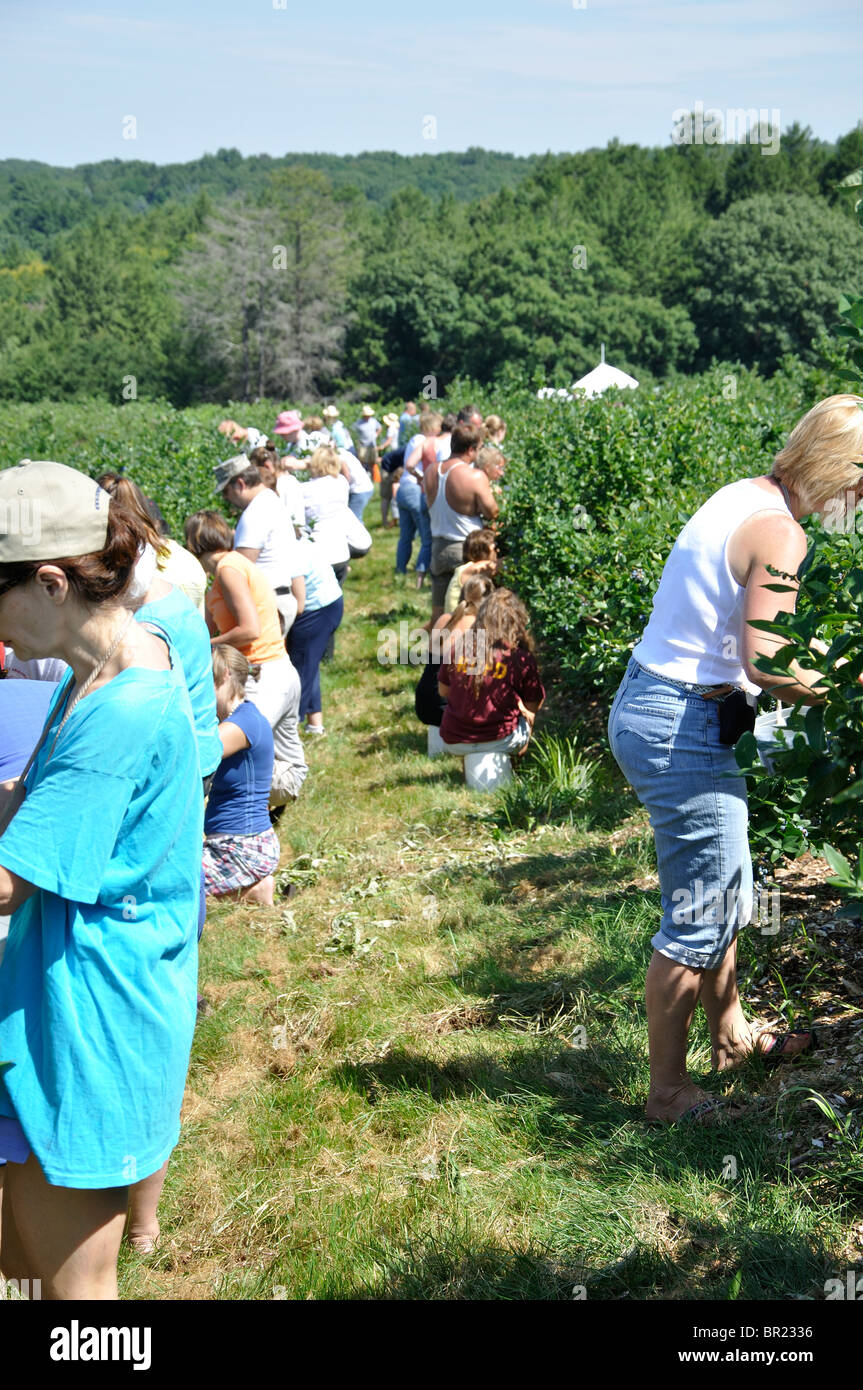 Picking blueberries on blueberry farm, New England, Connecticut, USA ...