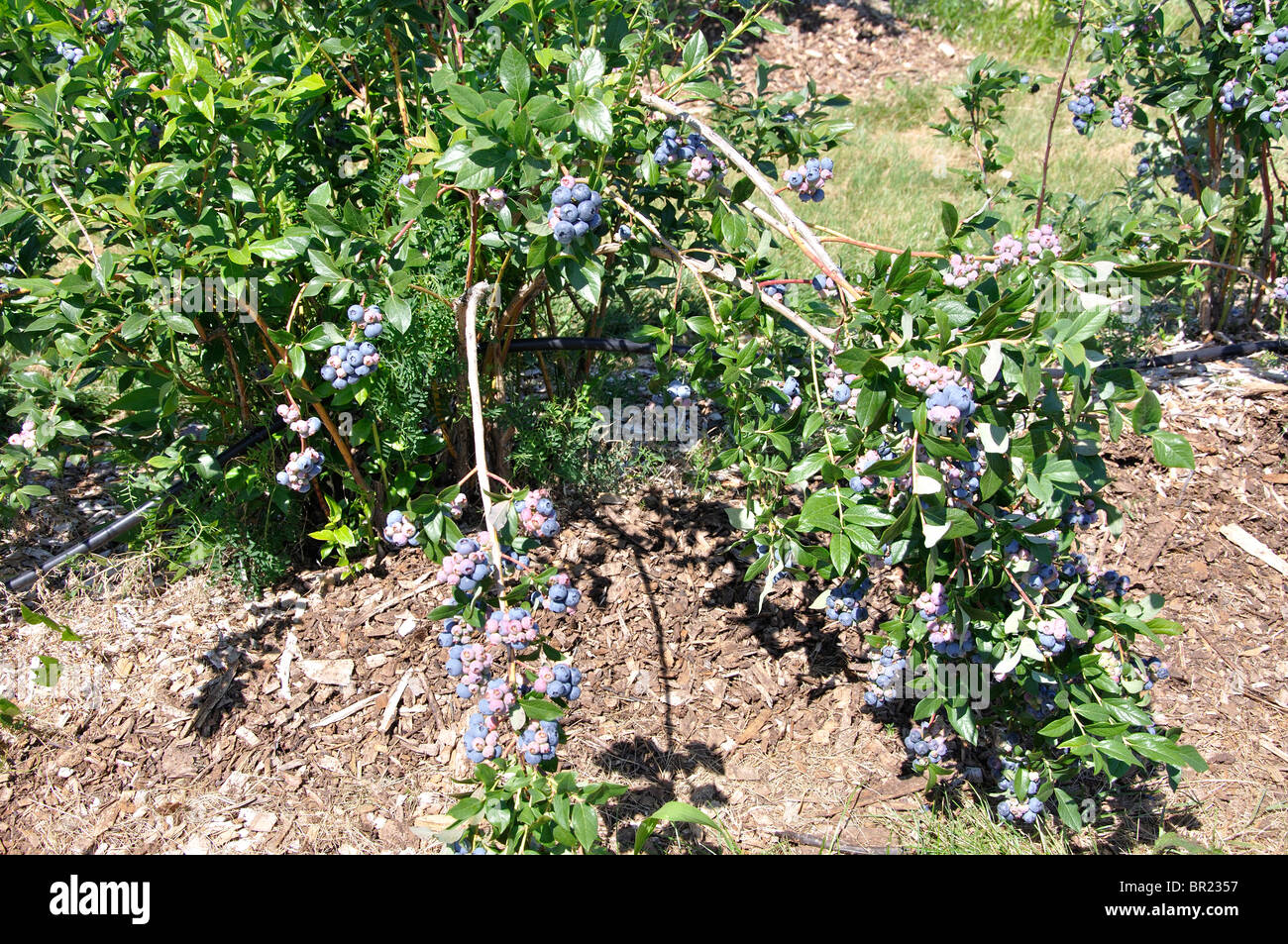 Blueberry farm in New England, Connecticut, USA Stock Photo - Alamy