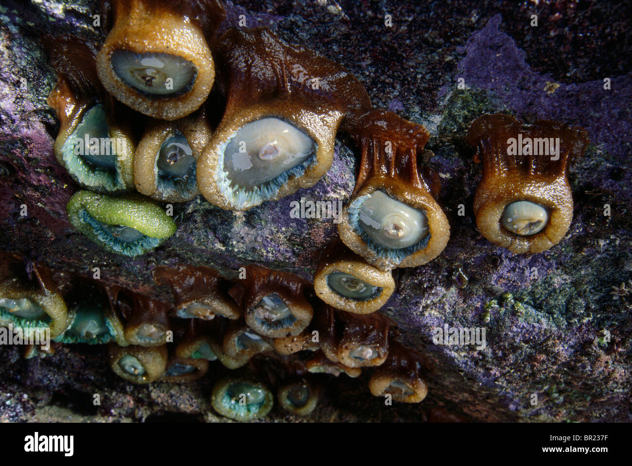 Sea anemones in a tidal sea cave along Northern California's Sonoma ...