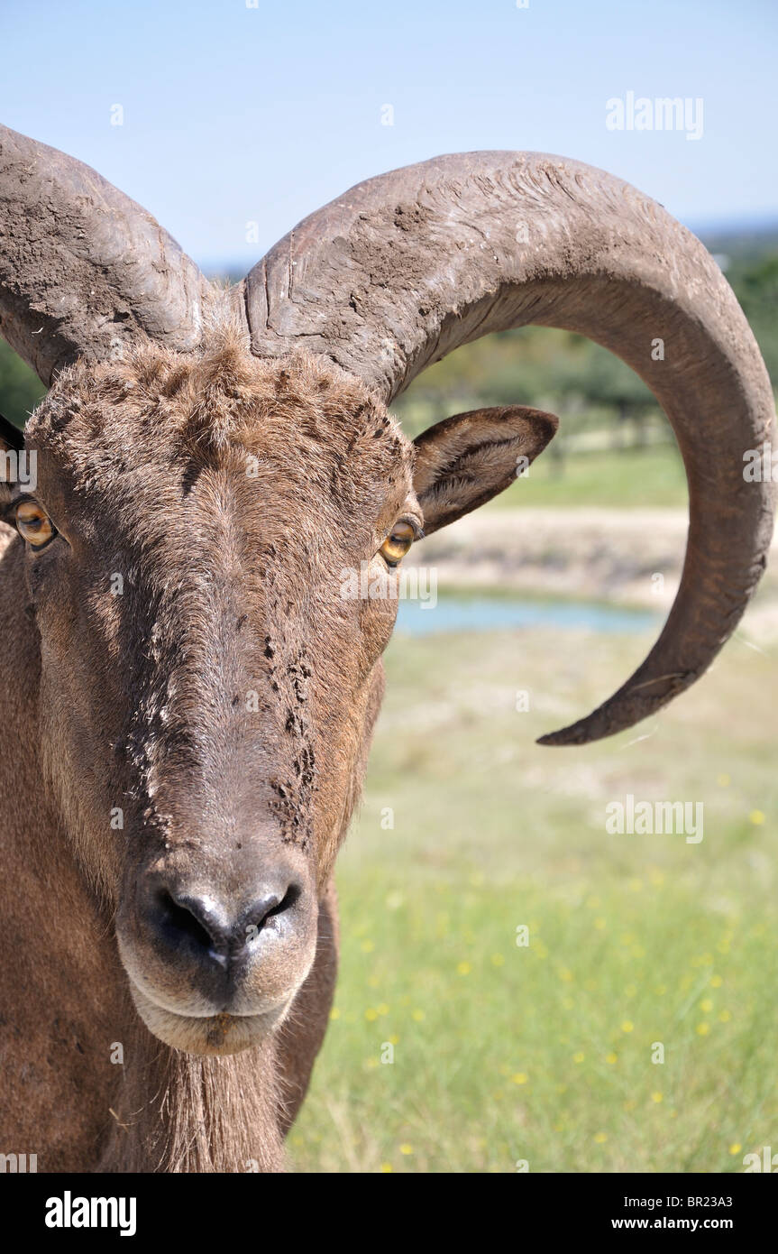 Berberschaf or aoudad hi-res stock photography and images - Alamy