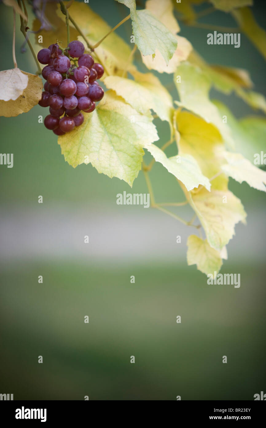 A cluster of grapes on a vine in the Autum Stock Photo - Alamy